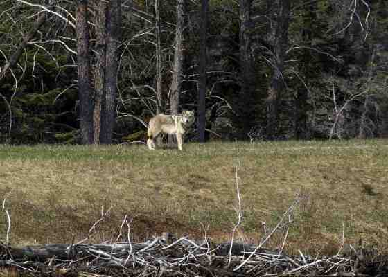 Series Wisconsins Wolves Wiscontext