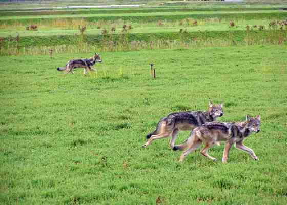 Series Wisconsins Wolves Wiscontext